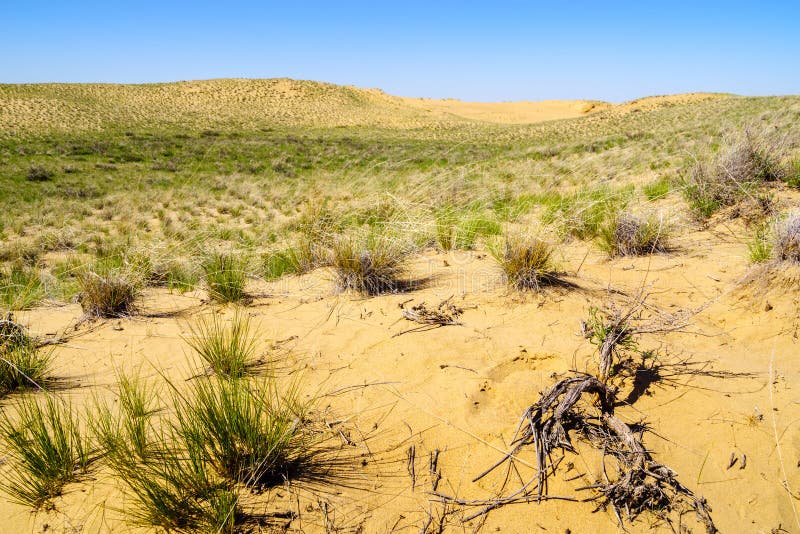 A Section of the Spring Desert with Sand Dunes Stock Photo - Image of ...