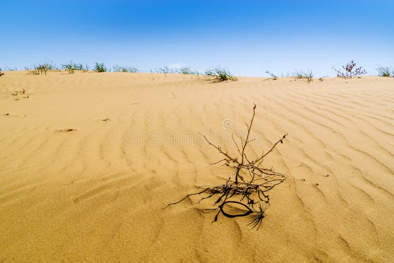 A Section of the Spring Desert with Sand Dunes Stock Photo - Image of ...