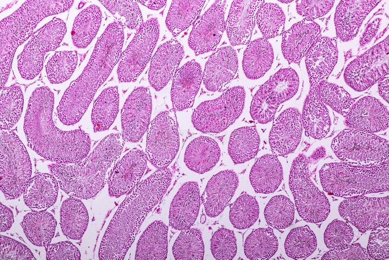 Microscopic Section Of Testis T.S Stock Image - Image of aniaml ...