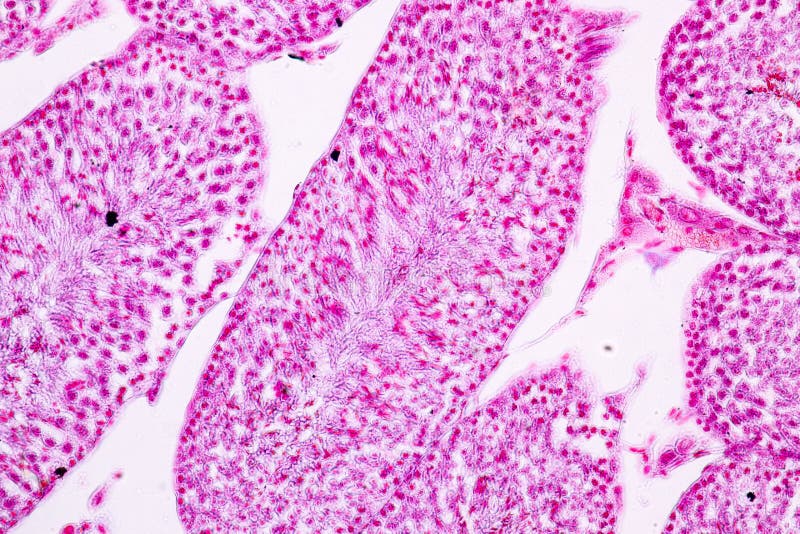 Section of Testis Tissue Under the Microscope . Stock Photo - Image of ...