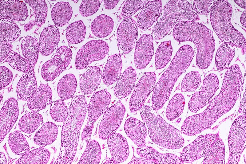Section Of Testis Tissue Under The Microscope Stock Image Image Of Human Micro 133364929
