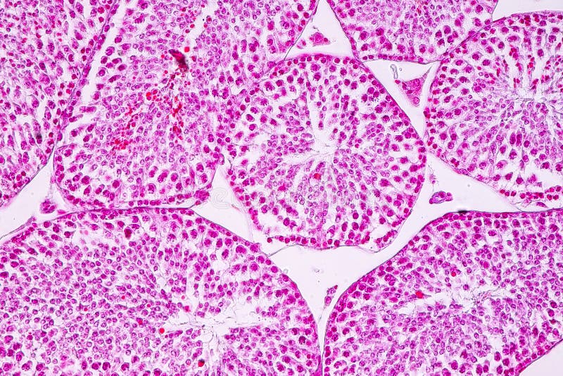 Section of Testis Tissue Under the Microscope . Stock Image - Image of ...