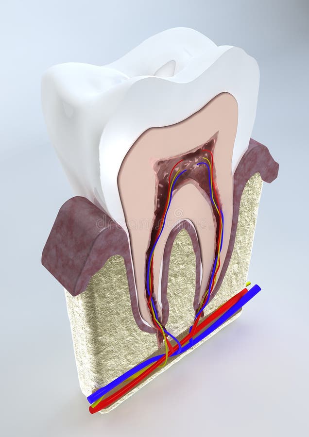Section of a Tooth, Dentist, Gum, Dentistry Stock Illustration ...