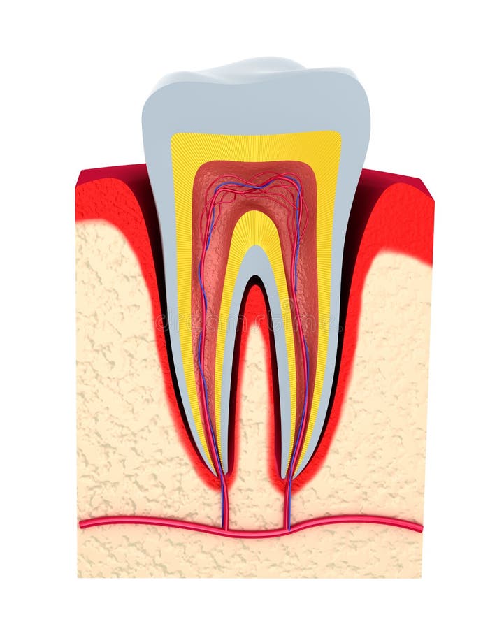 Section of the Tooth. Pulp with Nerves Stock Illustration ...