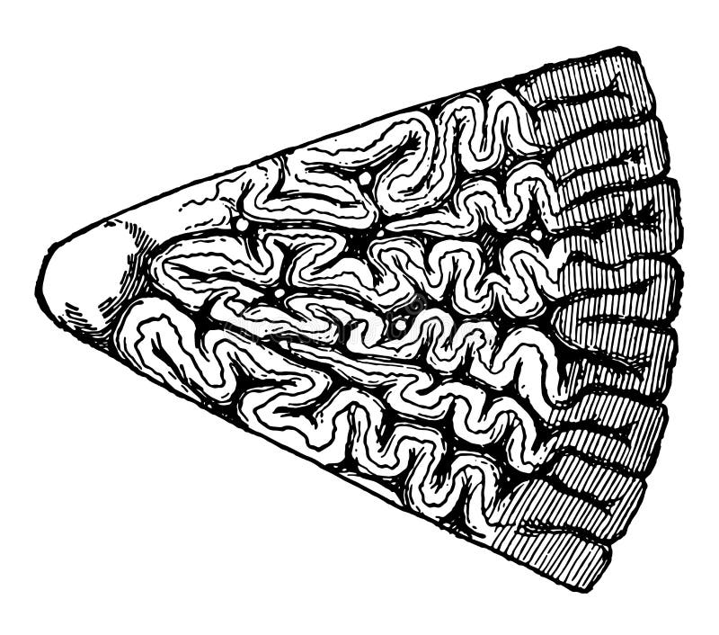 Section of Tooth of Typical Labyrinthodont, Vintage Illustration Stock ...