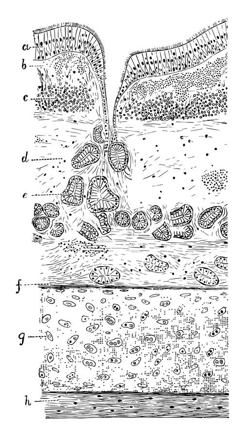 Section of the Trachea, Vintage Illustration Stock Vector ...