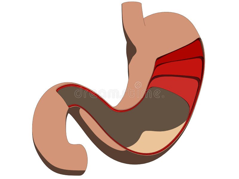 Section Transversale D'estomac Illustration Stock - Illustration du ...