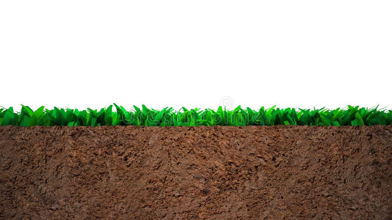 Section Transversale D'herbe D'isolement Sur Le Blanc Image stock ...