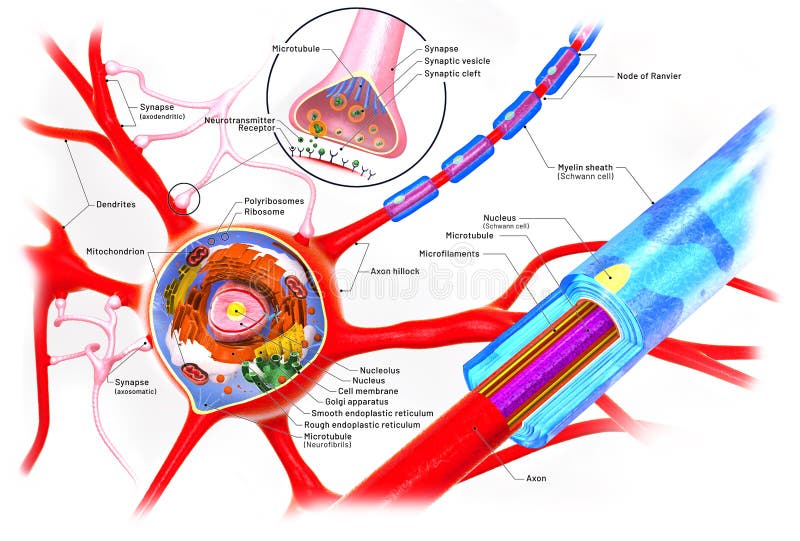 Corps Cellulaire De Neurone Illustration de Vecteur - Illustration du ...