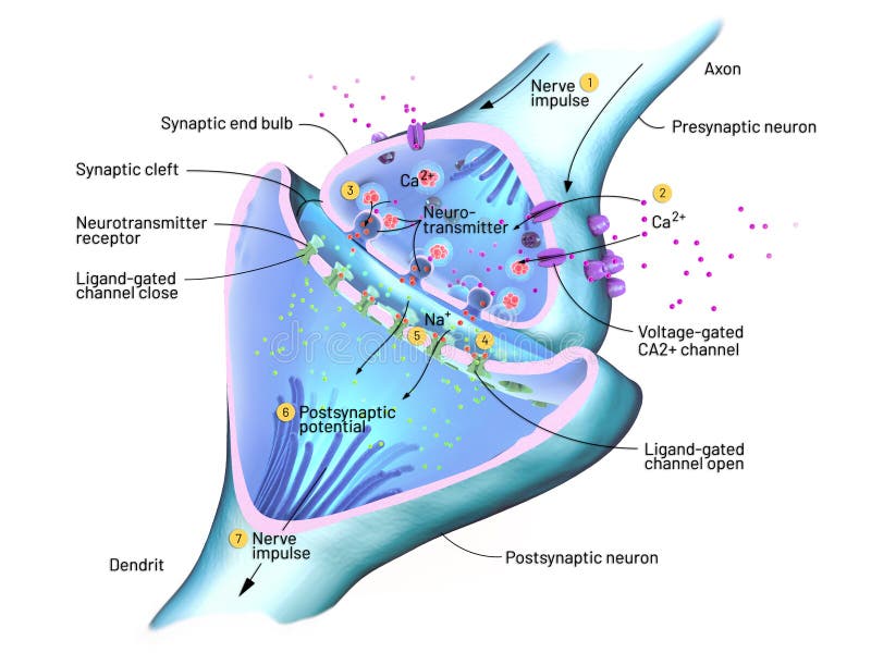 Fonction Scientifique D'une Synapse Ou D'une Connexion Neuronale Avec ...