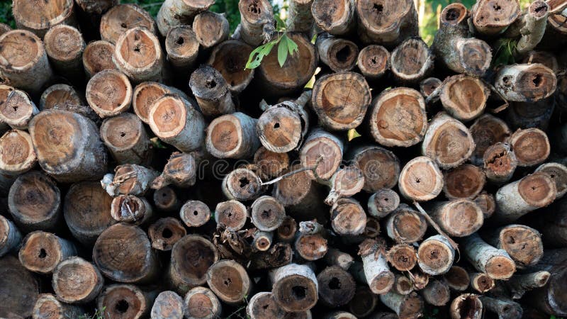 Section Transversale Du Bois Photo stock - Image du vieux, matériau ...