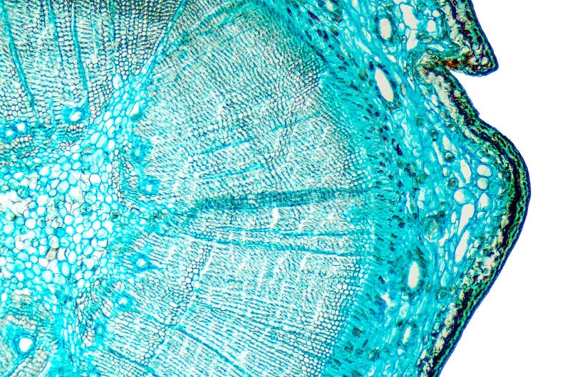 Section Transversale En Bois Mûre De Pin Sous Le Microscope Image stock ...