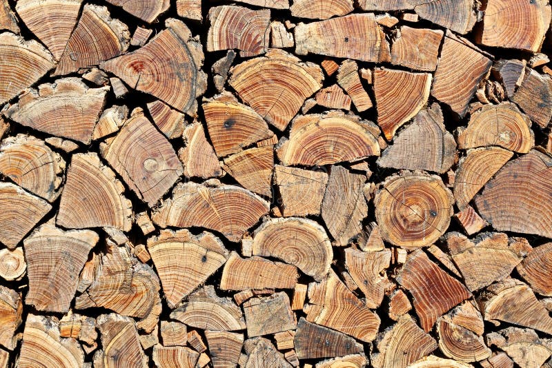 Section of Tree Bark, Trunks and Logs As a Texture and Background ...