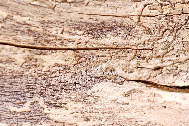 Section of Tree Bark, Trunks and Logs As a Texture and Background ...