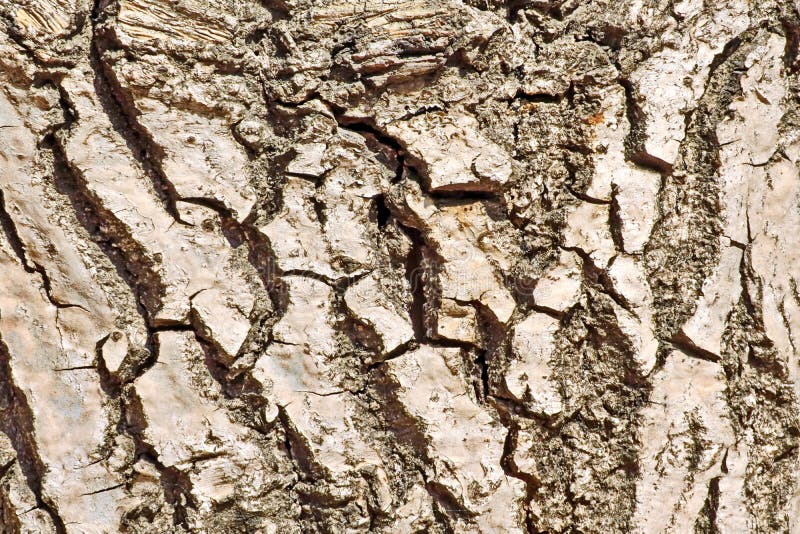 Section of Tree Bark, Trunks and Logs As a Texture and Background ...