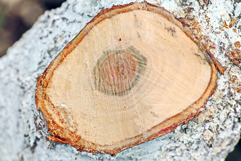 Section of Tree Bark, Trunks and Logs As a Texture and Background ...