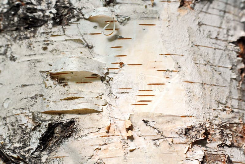 Section of Tree Bark, Trunks and Logs As a Texture and Background ...
