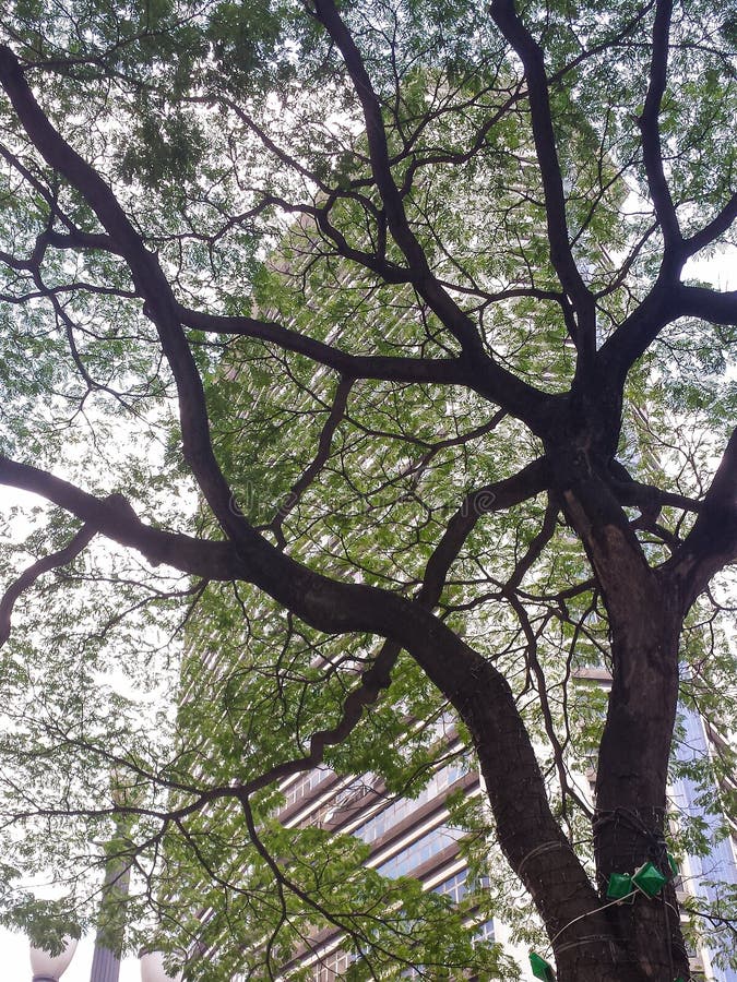 Section of Tree Framing a Skyscraper Building Stock Photo - Image of ...