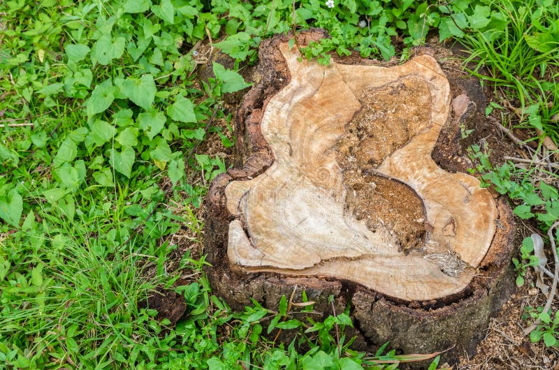 Section of the tree trunk. stock photo. Image of rough - 124147374