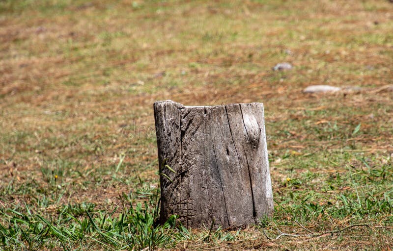 An Upright Piece of Log on a Grassy Patch Stock Image - Image of ...