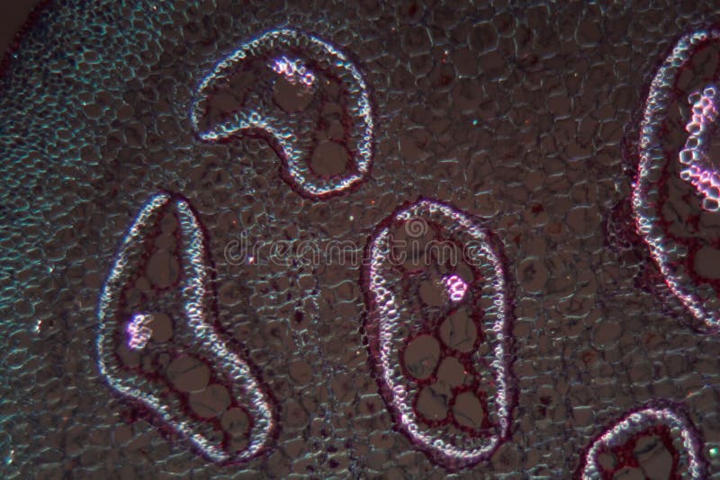 Fern Stem Under the Microscope and in Polarized Light. Stock Image ...