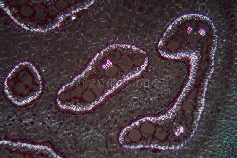 Fern Stem Under the Microscope and in Polarized Light. Stock Image ...