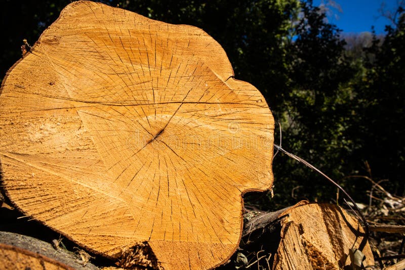 A Section of a Trunk Tree Just Cutted Stock Image - Image of brown ...