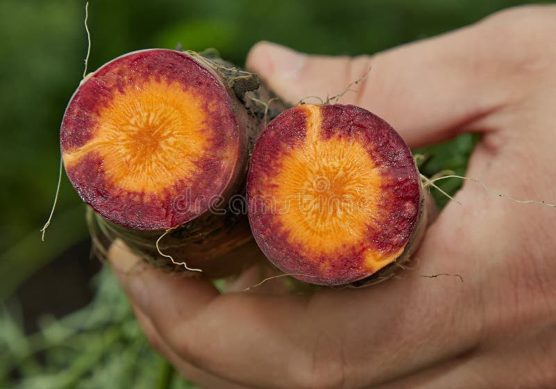 Section of violet carrots. stock image. Image of carrots - 91307159