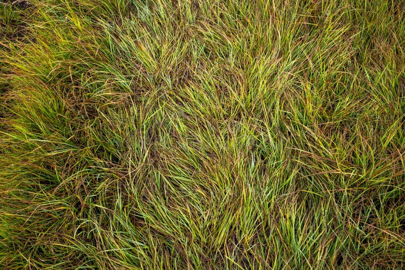 Section of Wet Grass Trampled Along Trail Stock Image - Image of close ...