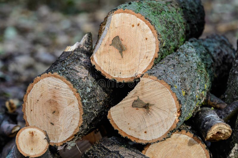 Section through Young Trees Cut in a Forest in a Sunny Spring Day Stock ...