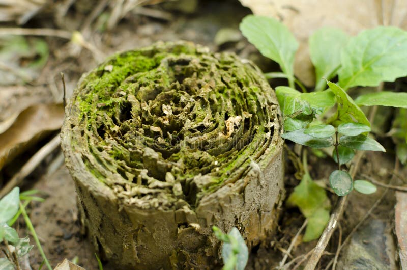 Sectional of the tree stock image. Image of sectional - 49282027