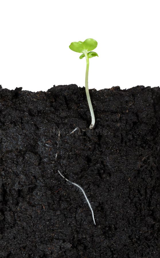 Sectional View of Cabbage Sprout Stock Image - Image of cutaway ...