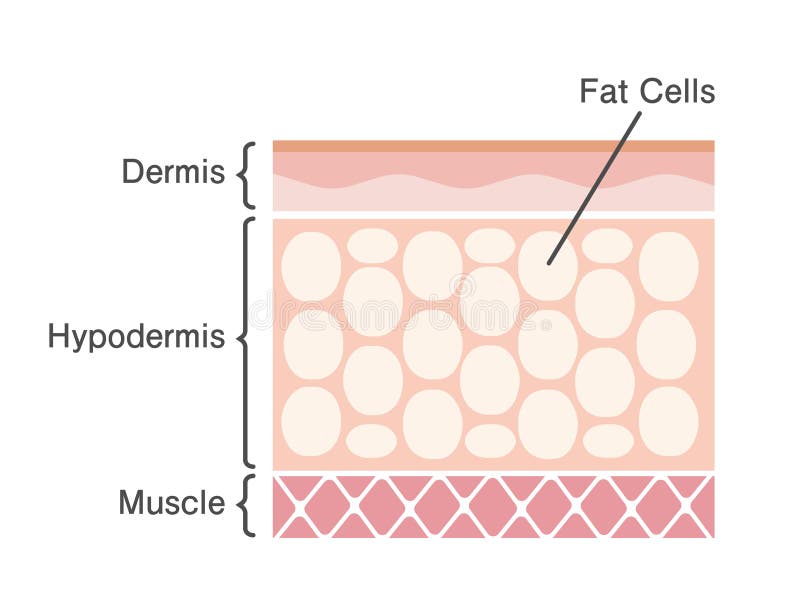 Sectional View of Fat Cells Vector Illustration Stock Vector ...