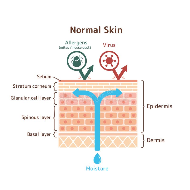 Sectional View of Normal Skin / Vector Illustration Stock Vector ...