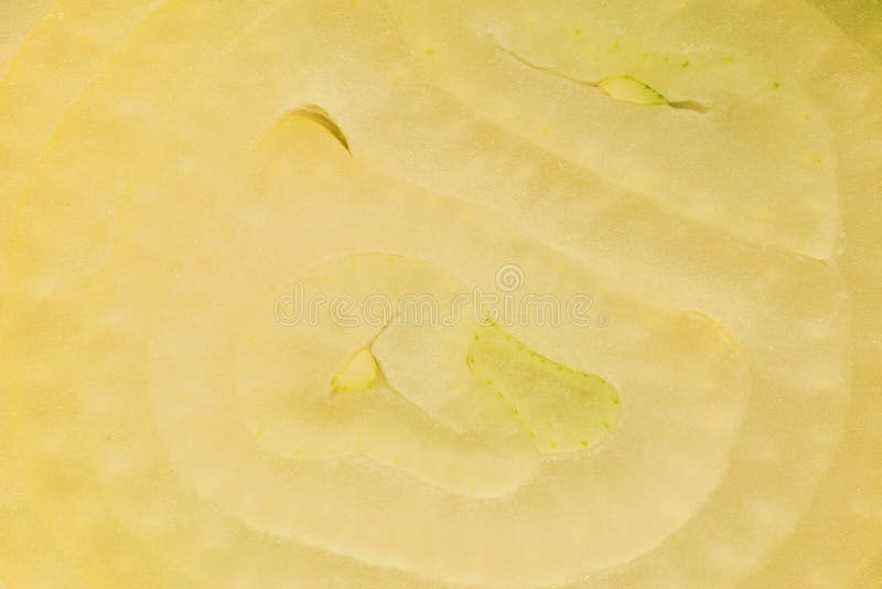 Sectional View of the Structure and Veins of Cabbage Stock Image ...