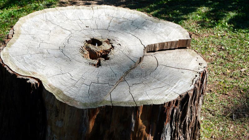 Sectioned Tree Trunk Seen from Above with the Typical Veins and a Hole ...