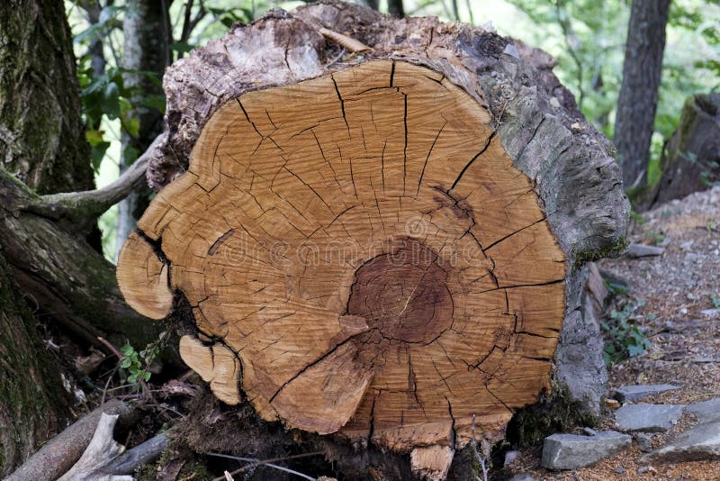 Sectioned tree trunk stock photo. Image of surface, slice - 126684642