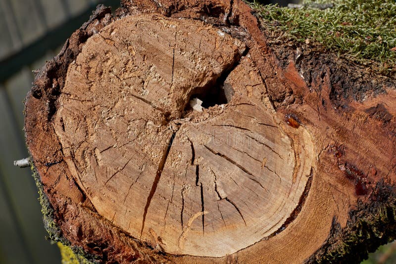 Sectioned Tree Trunk Seen from Above with the Typical Veins and a Hole ...