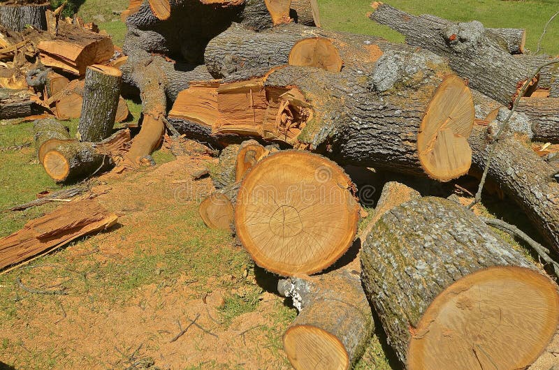 Ash Tree Cut into Sections for Future Firewood Stock Image - Image of ...