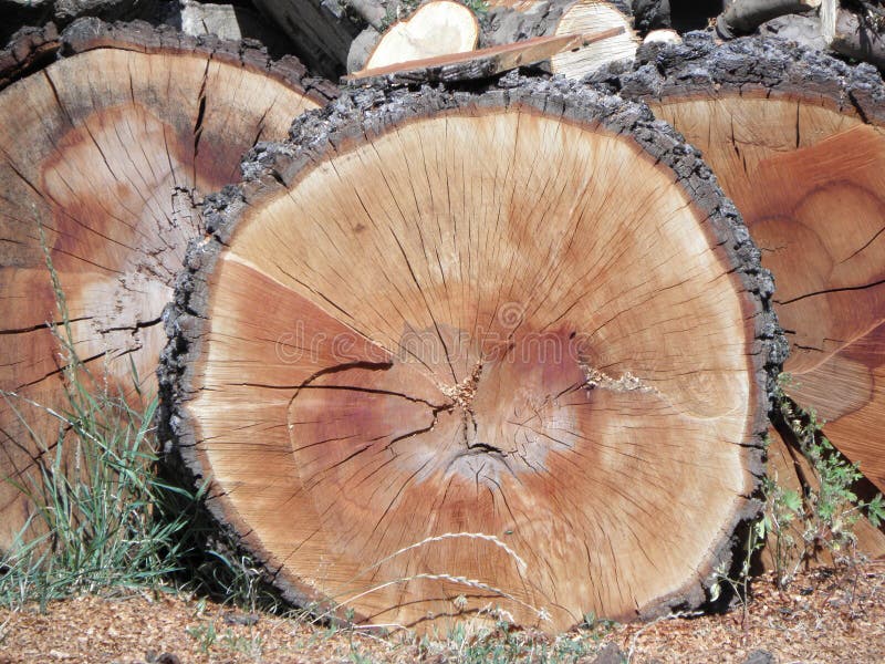 Sections of Tree Trunk stock image. Image of wood, growth - 23340813