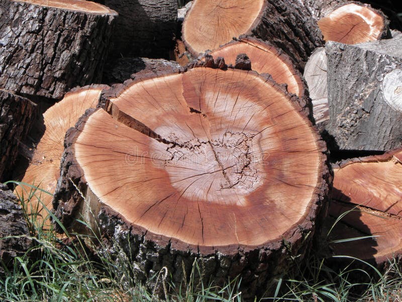 Sections of Tree Trunk stock image. Image of pile, wood - 23340829