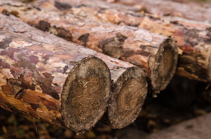 Walnut Log Cross Section