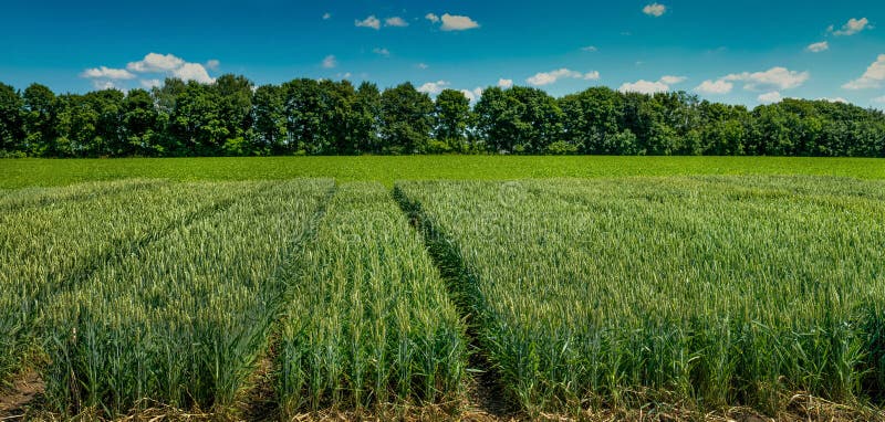 Sectors of Cereal Crop Wheat Varieties Plantations Stock Image - Image ...