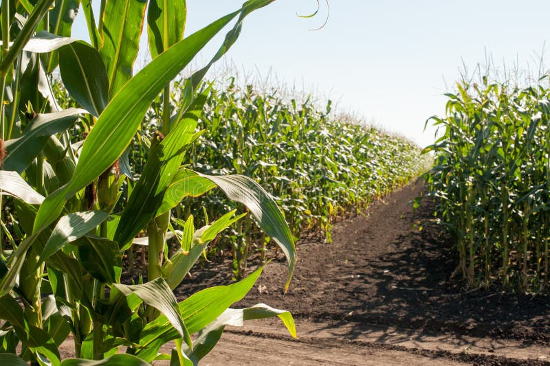 Sectors Corn Fields of Agricultural Crops Stock Image - Image of ...