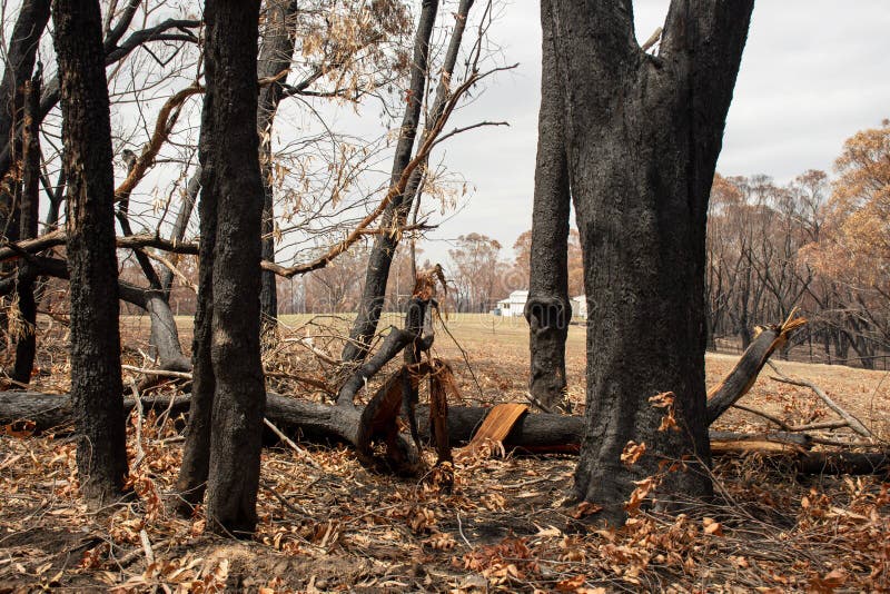 Secuelas De Incendios Forestales En Australia Eucaliptos Quemados
