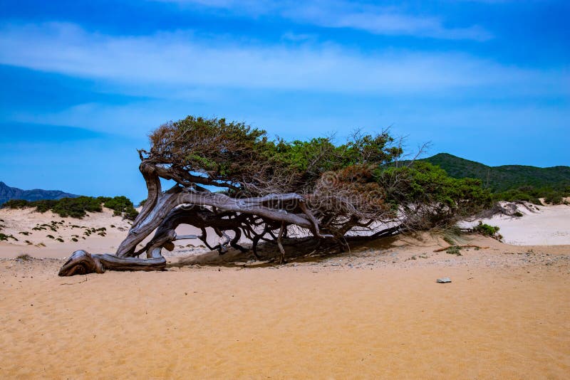 Secular Juniper Tree in the Piscinas Dunes of West Sardinia Stock Image ...