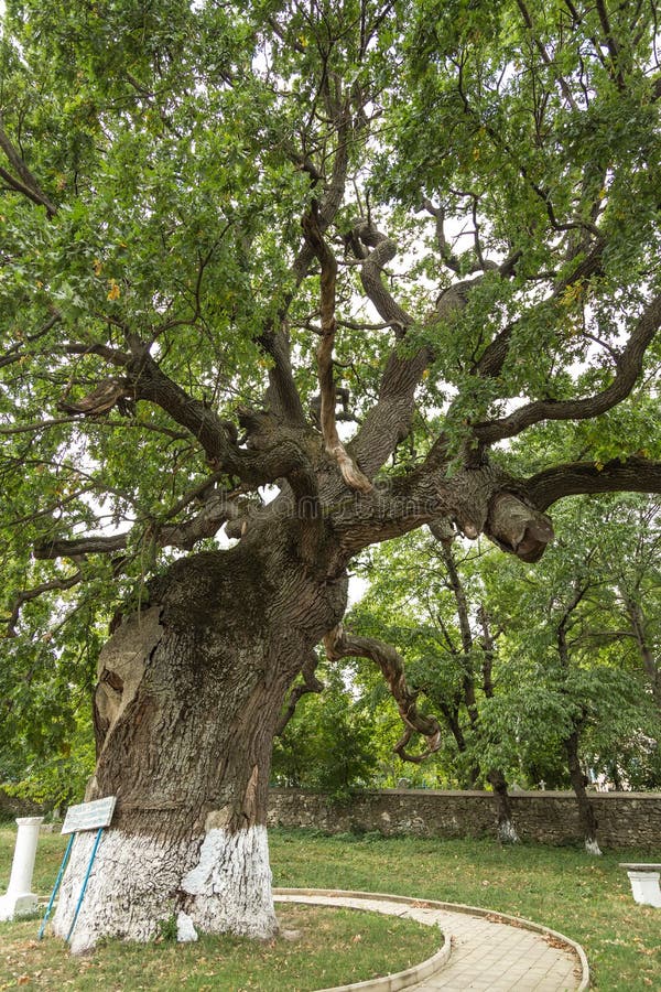 Secular oak tree stock photo. Image of growth, huge - 100661708