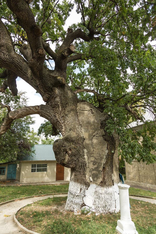 Secular oak tree stock photo. Image of growth, huge - 100661708