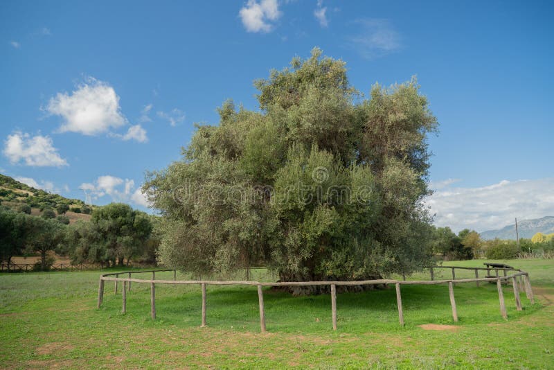 The Secular Olive Tree Sa Reina in Sardinian `the Queen`,villamassargia ...