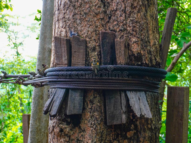 Securely Fixing Metal Cables Around Trees in the Forest Stock Image ...